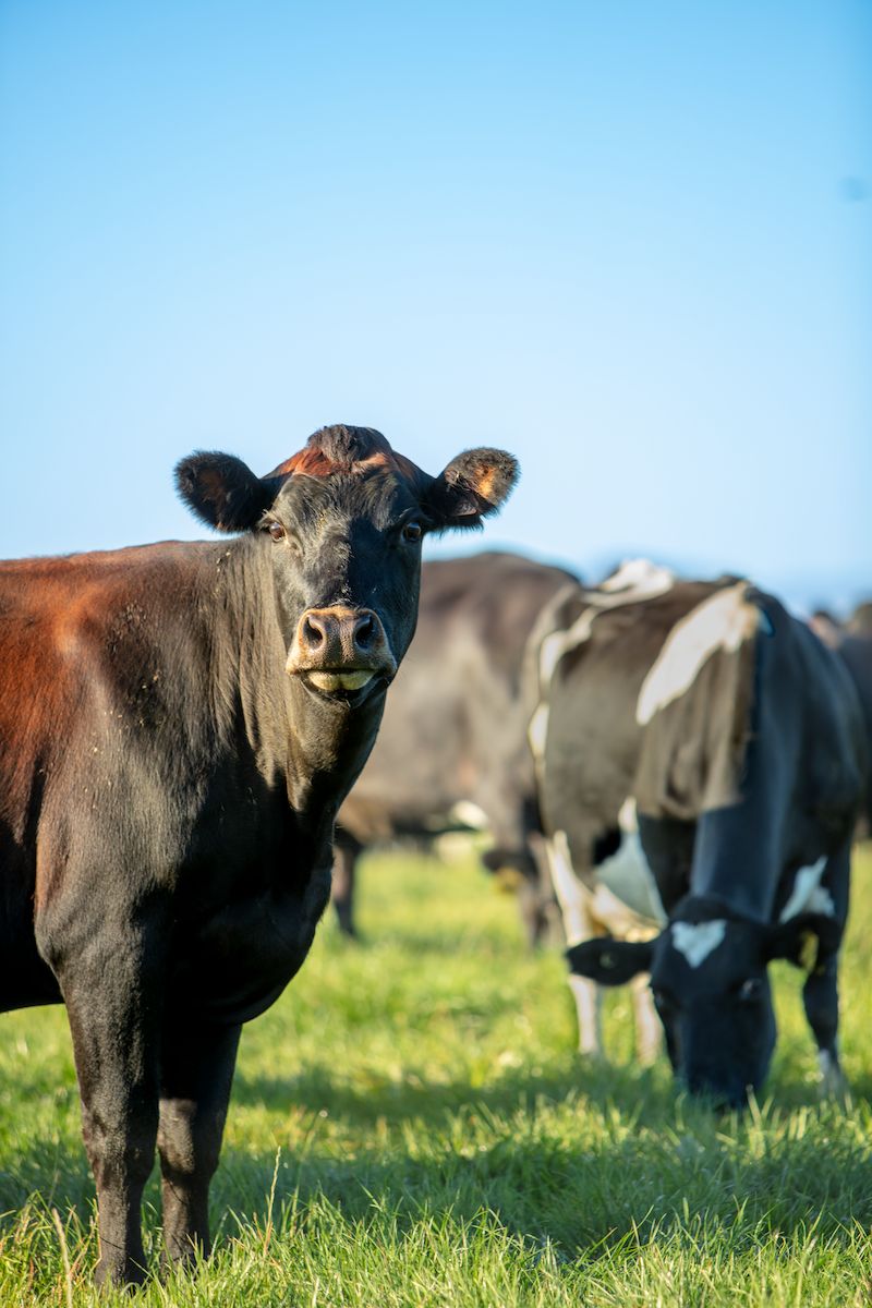 Greater returns through animal wellbeing